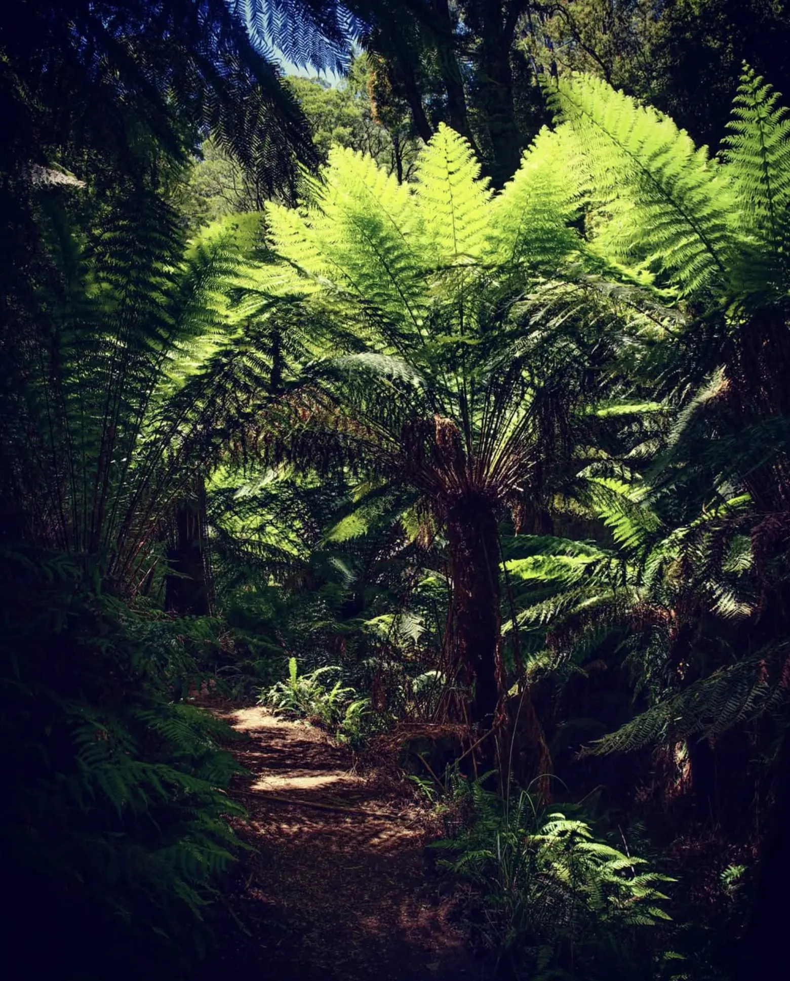 Melba Gully State Park: Explore Victoria’s Rainforest Wonder
